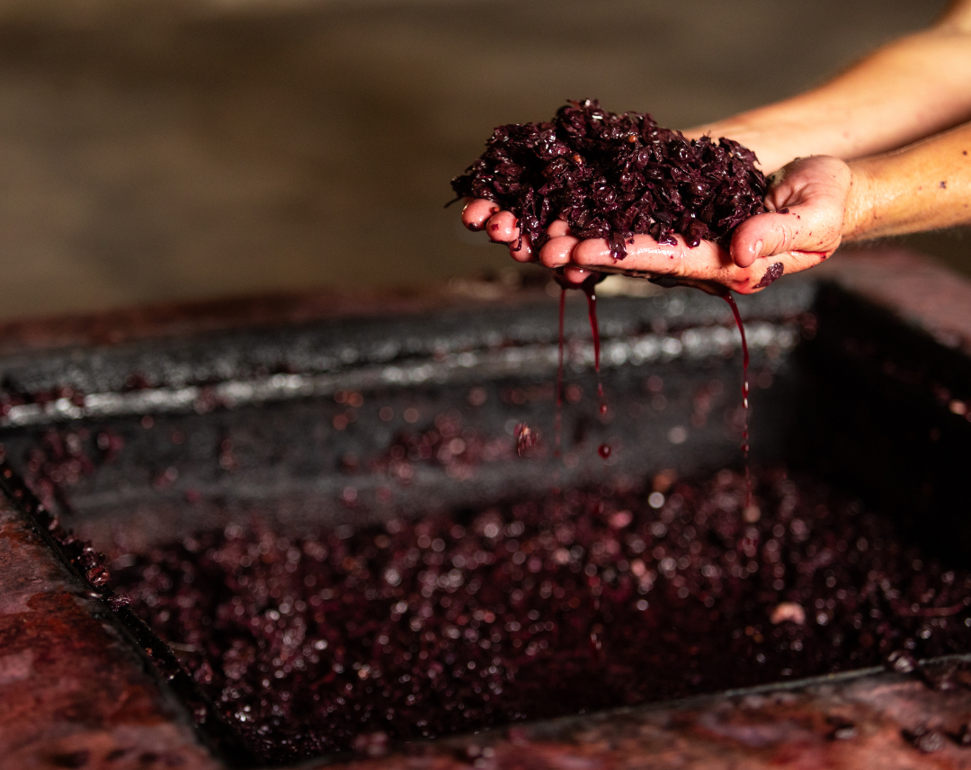 Comment fait-on un vin rouge